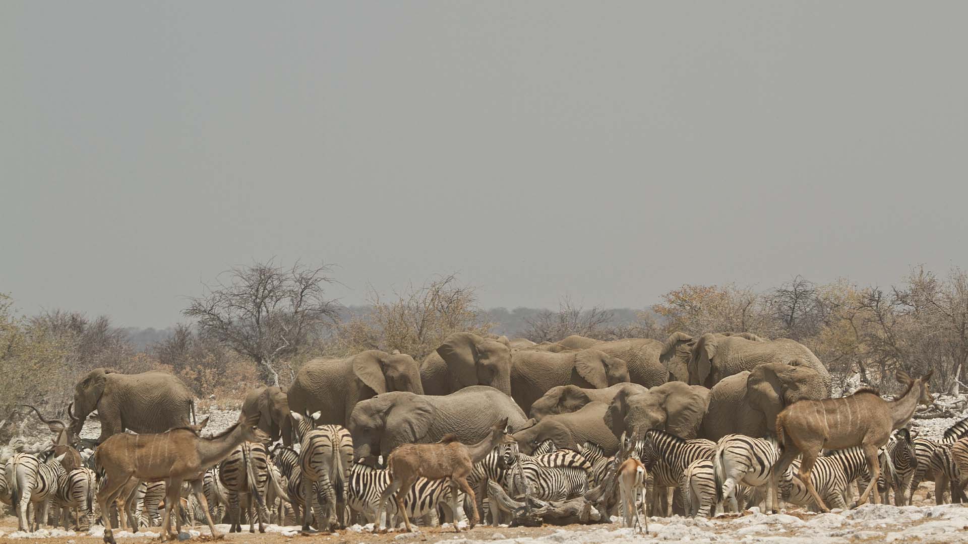 Safari - Namibian highlights | Africa Geographic
