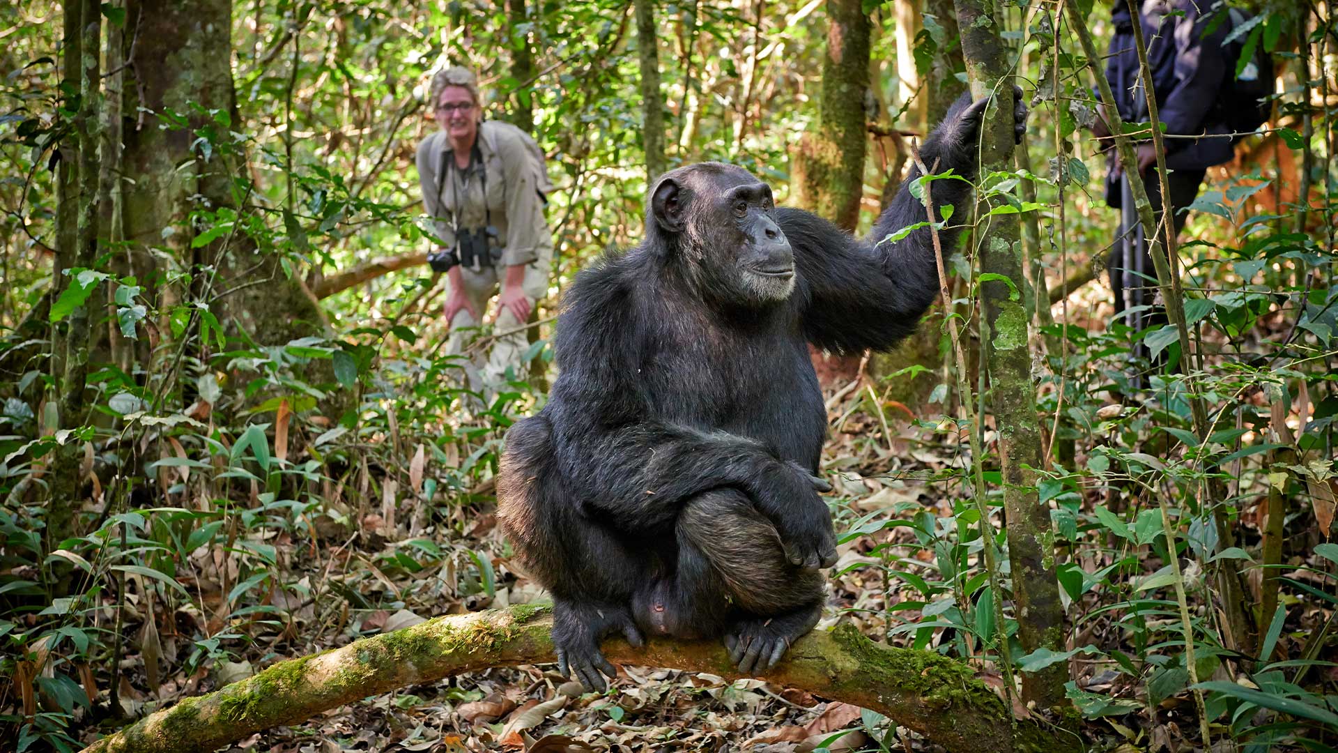 Safari - Ultimate chimpanzee trekking safari | Africa Geographic